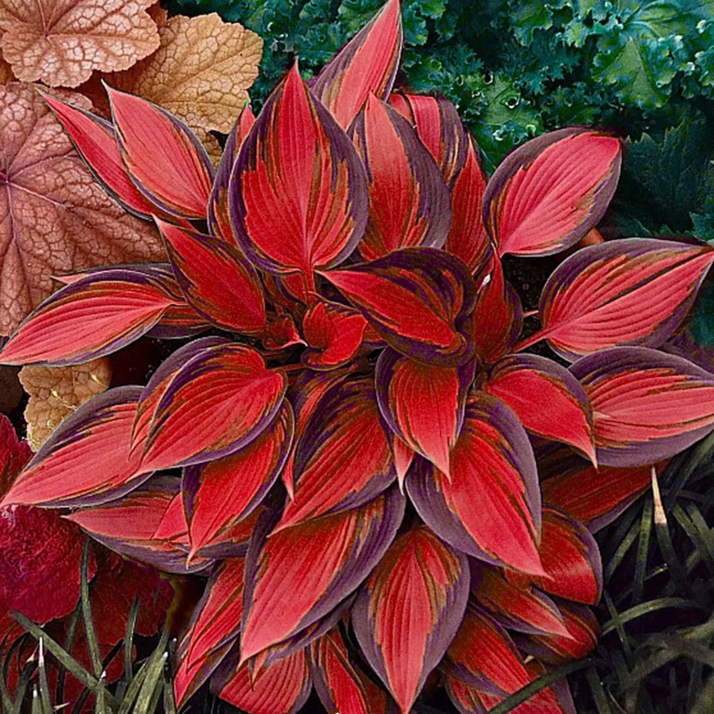 Perennial (Hosta)/Low Maintenance Garden Decoration /Rich in Color ...