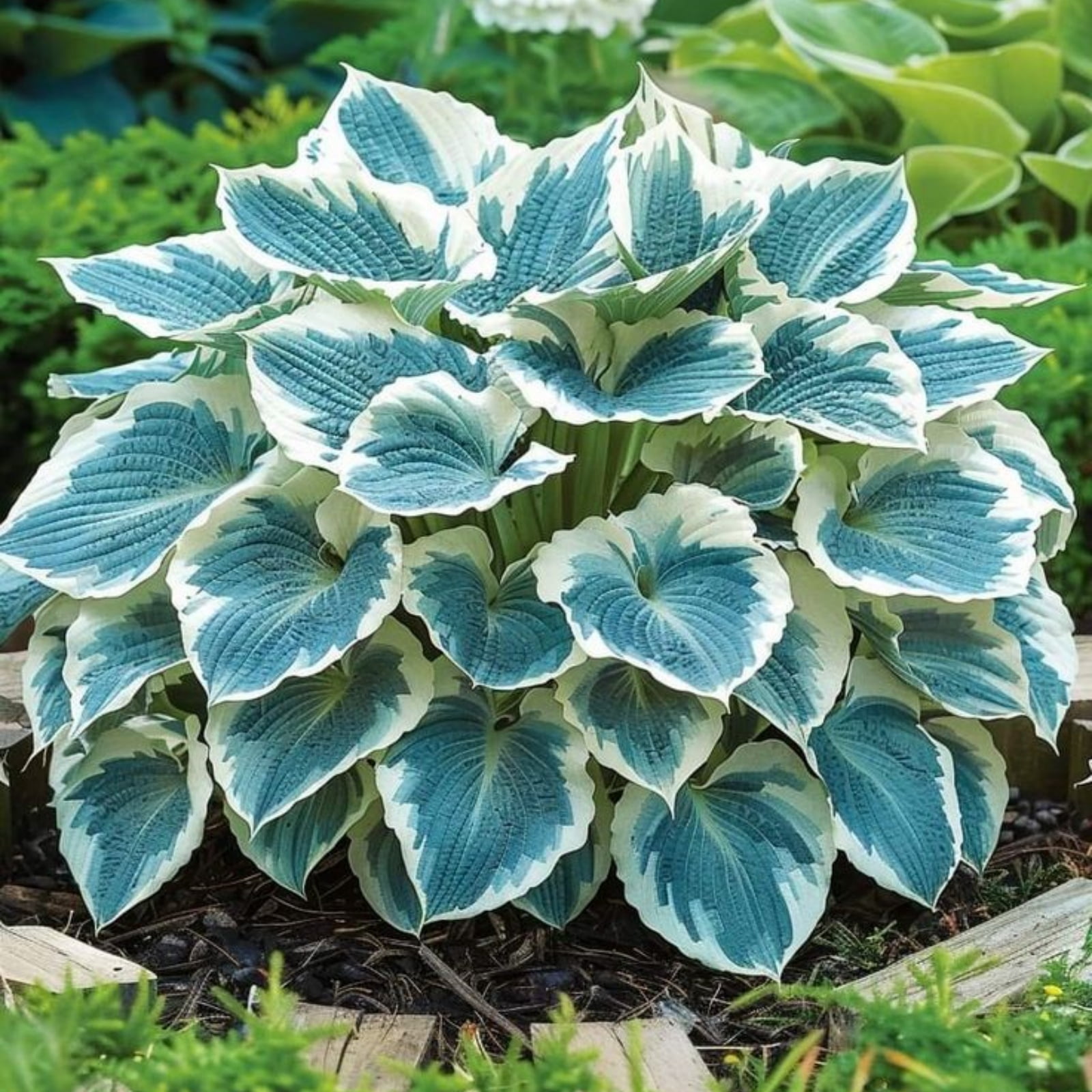 Perennial Hosta Planting, Landscaping, Outdoor, Shade Tolerant, Garden ...