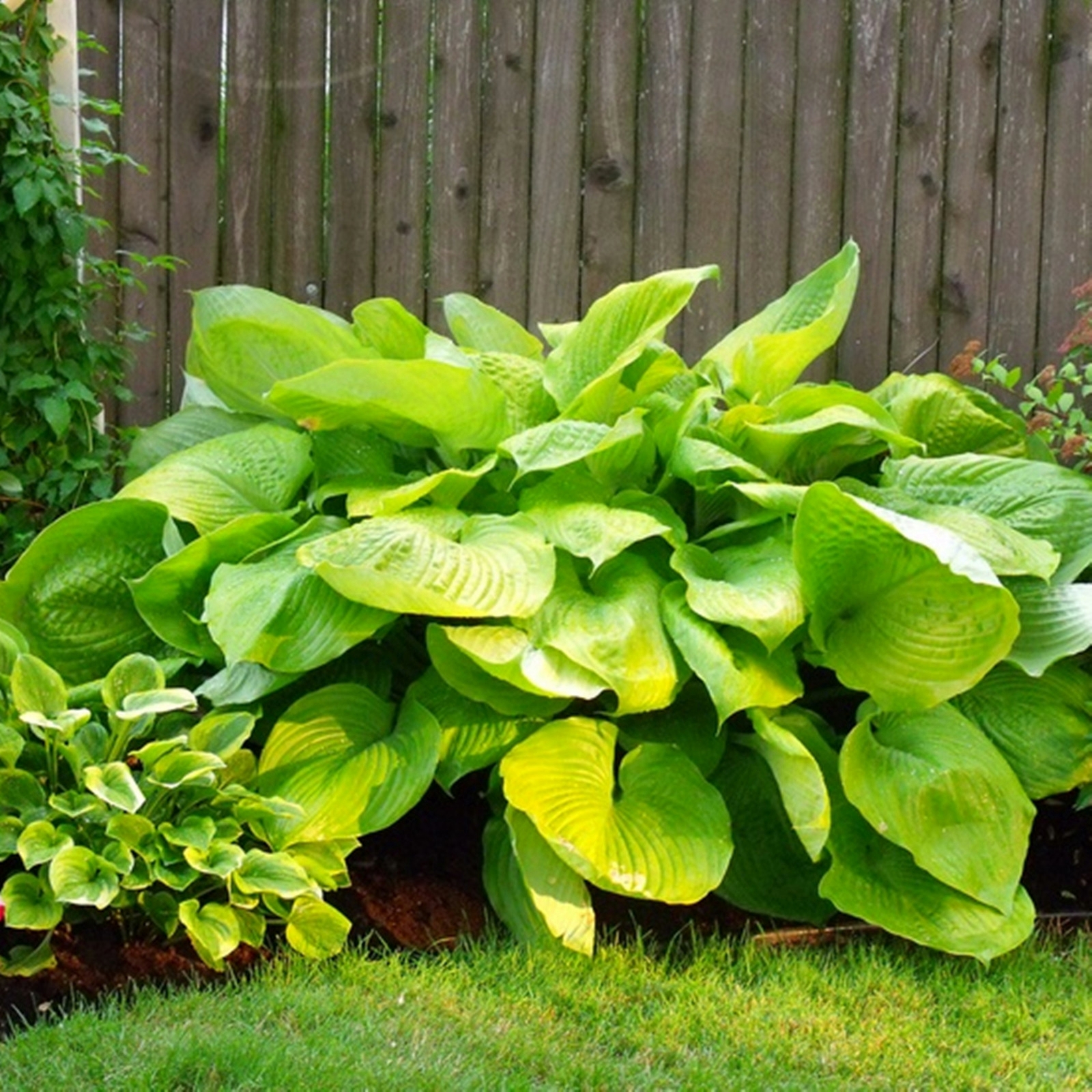 Perennial Hosta,aquatic,for Planting,Create a Colorful Garden with ...