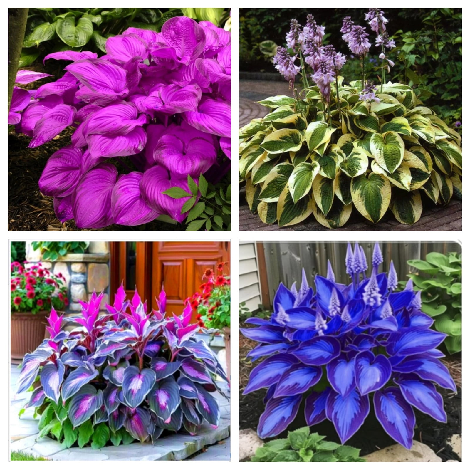 Perennial Hybrid Hosta,a Surprising Garden Decoration - Walmart.com