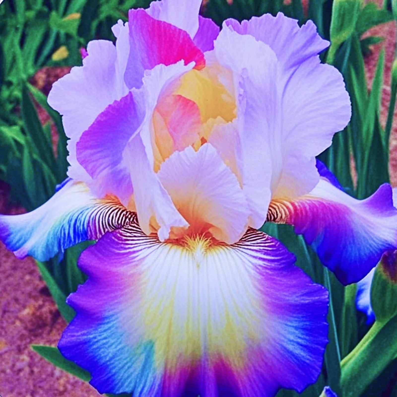 Perennial Iris -Bulbs-Bulk - Garden Elegance Decoration - Premium ...