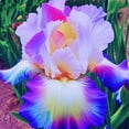 Perennial Iris -Bulbs-Bulk - Garden Elegance Decoration - Premium ...