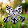 Perennial Iris for Planting--Easy to Grow & Quick Sprouting Garden ...