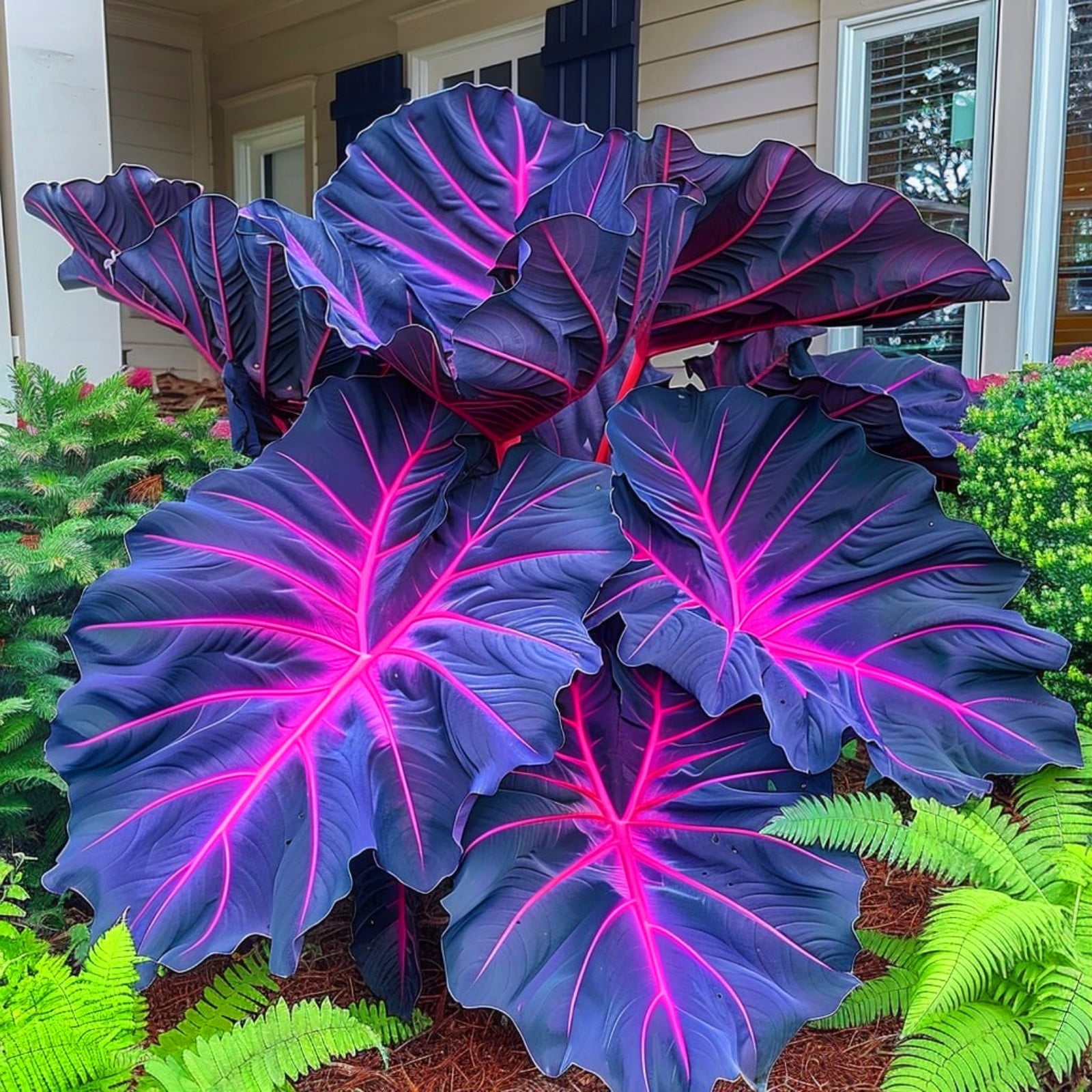 Perennial Large Elephant Ear, Garden (Rich Colors Elephant Ear) Long ...