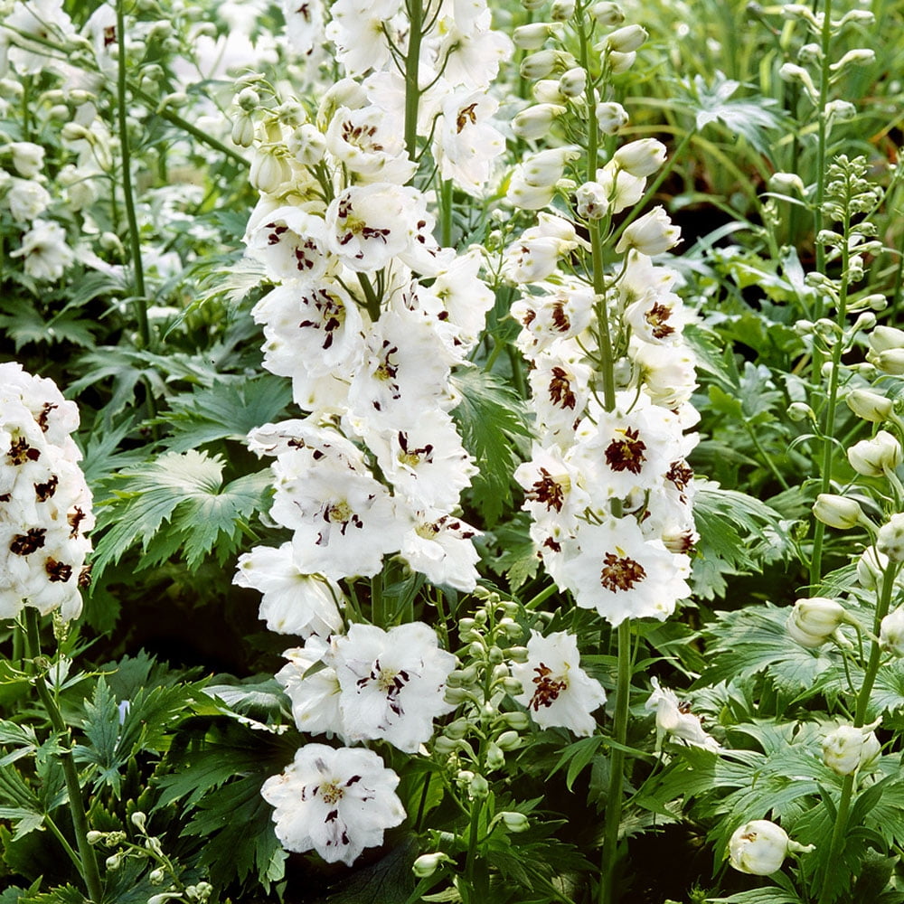 Perennial Larkspur Delphinium Magic Fountains White Dark Bee Flowers - 200 Seeds - Walmart.com