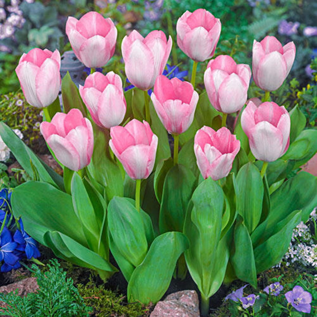 Perennial, Mixed Colors Tulip Bulbs,Tulip Flower,Rare Tulip Flower ...