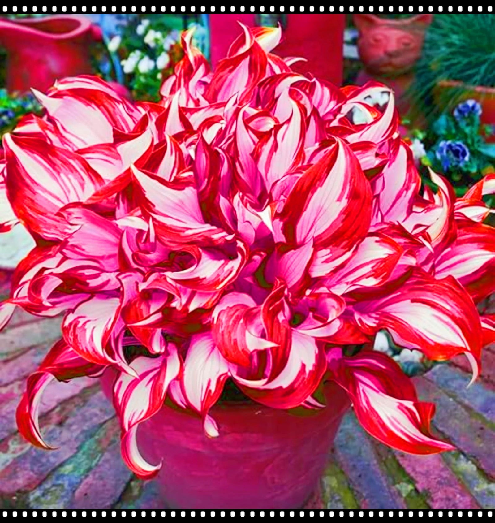Perennial-Outdoor Decoration hosta-Rhizomes Easy planting -Filling ...
