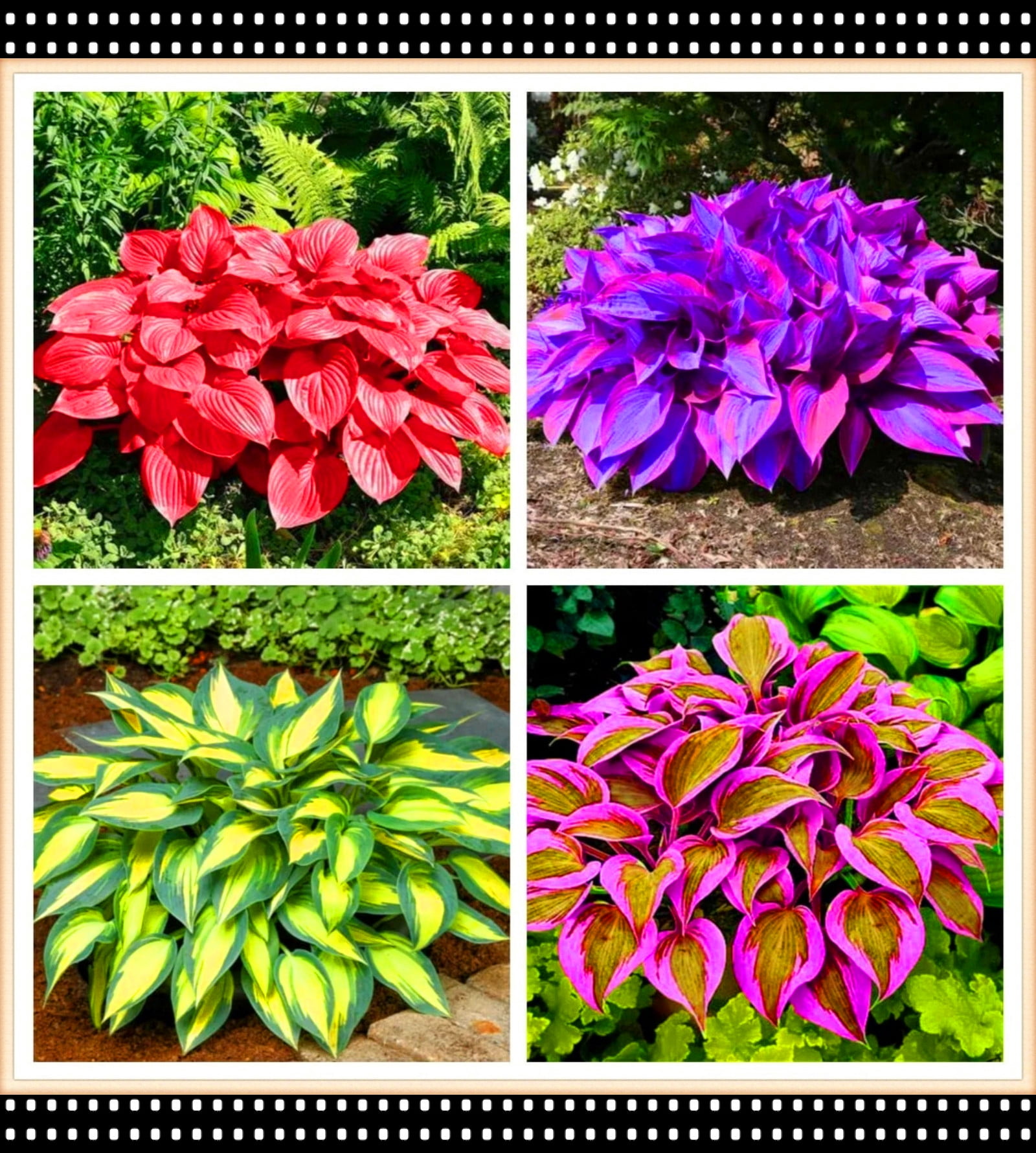 Perennial-Outdoor Decoration hosta-Rhizomes Easy planting -Filling ...