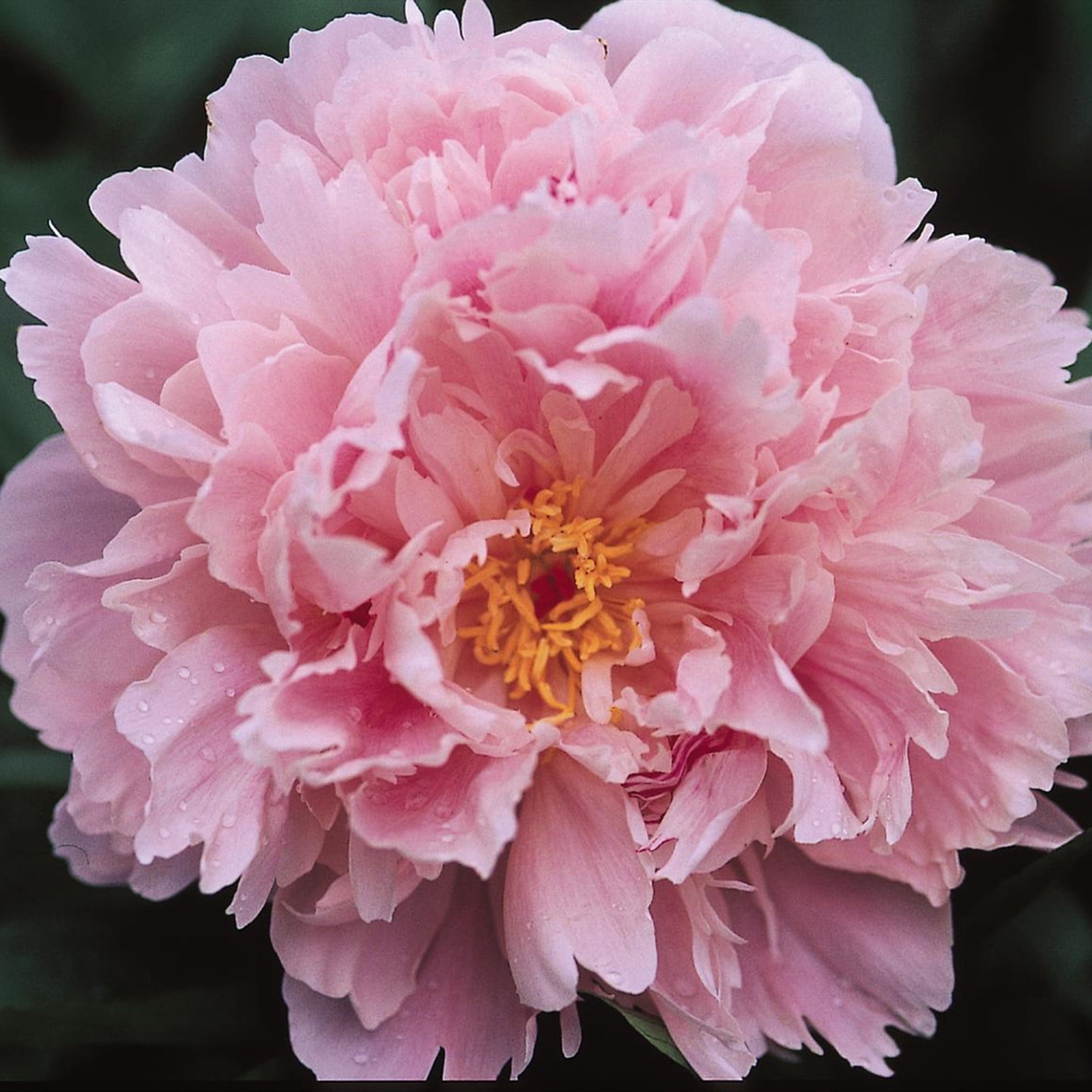 Perennial, Outdoors, Rich Colors Peony , Garden (Peony) Beautify ...