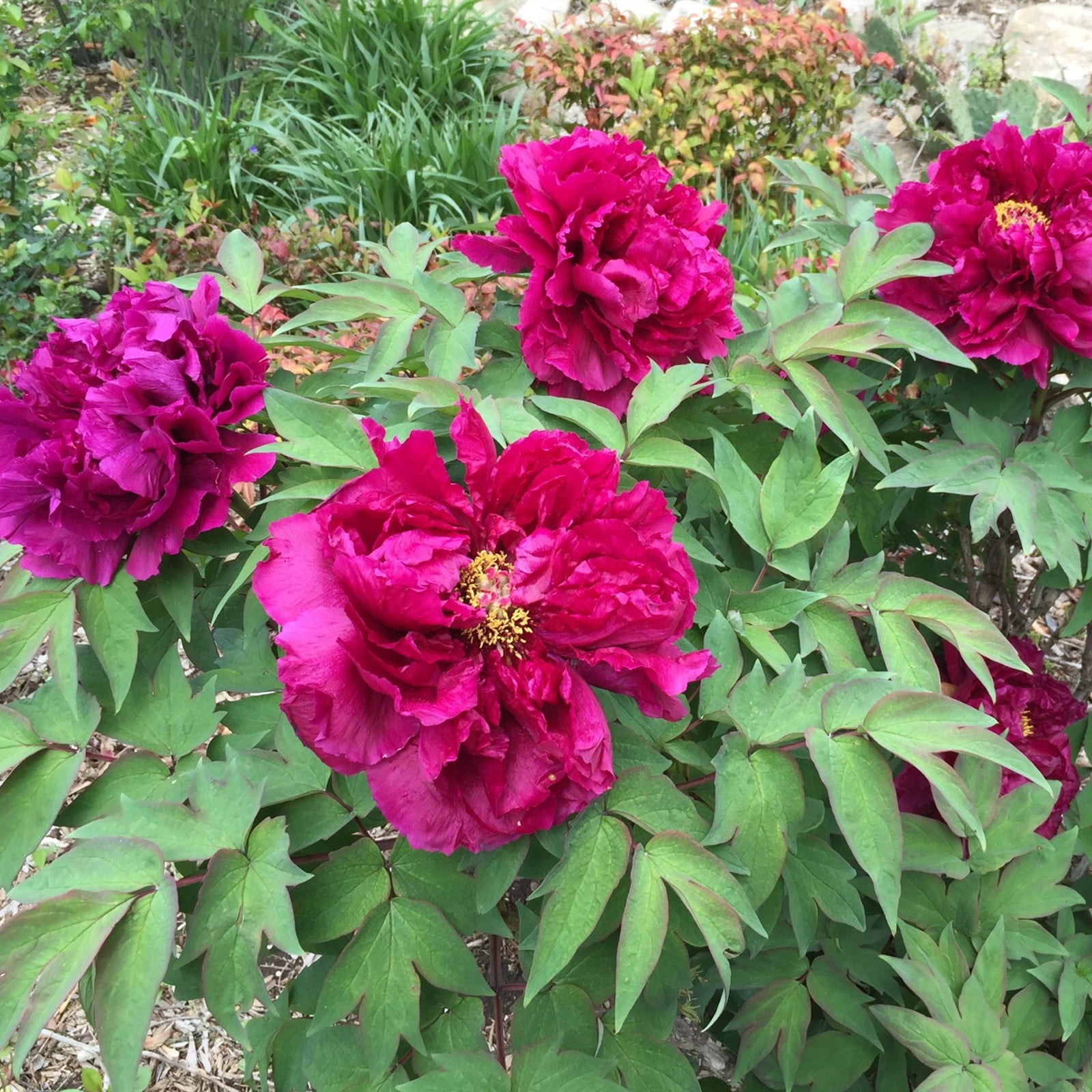 Perennial, Outdoors, Rich Colors Peony , Garden (Peony) Beautify ...