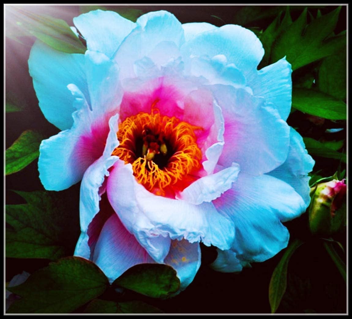 Perennial Peony, Garden (Peony) Beautify Environment, Rich Colors ...