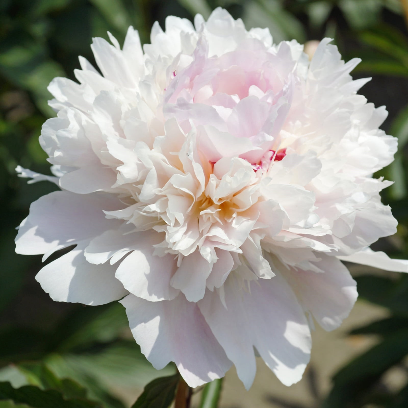 Perennial Peony, Garden (Peony) Beautify Environment, Rich Colors ...