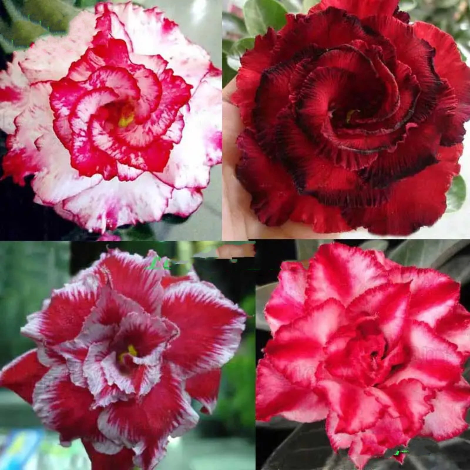 Perennial-Professional Exotic - Desert Rose -Desert Rose- Great Choice ...