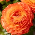 Perennial Ranunculus Style Garden Stake for Outdoor Decoration ...
