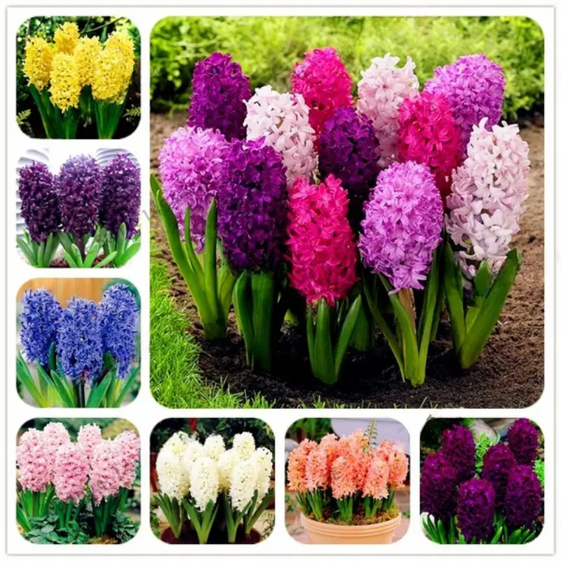 Perennial Rare Flower Seeds for Hydroponic Indoor and Outdoor Gardening ...