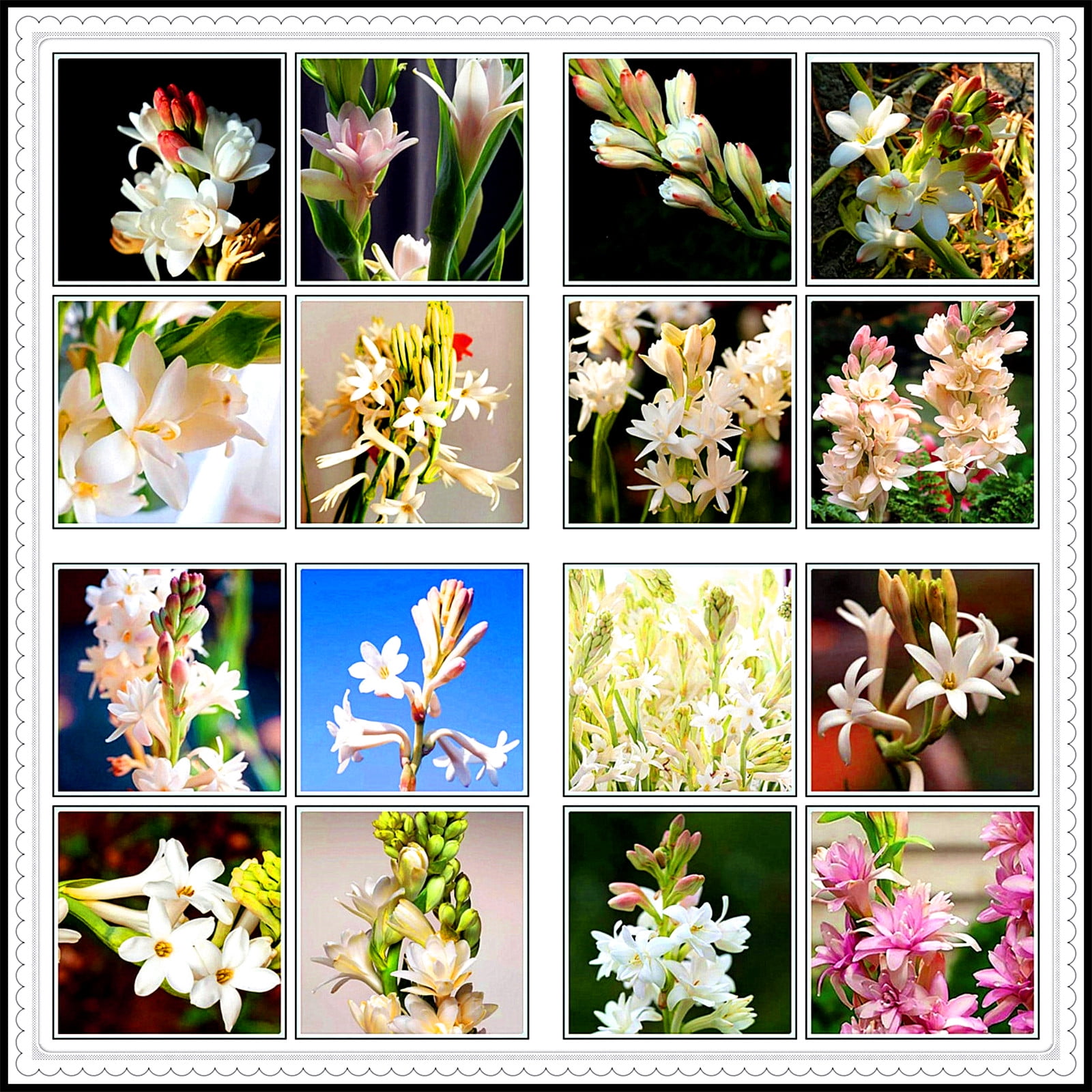 Perennial Rich in aroma TuberoseTuber Planting Potted Planting ...