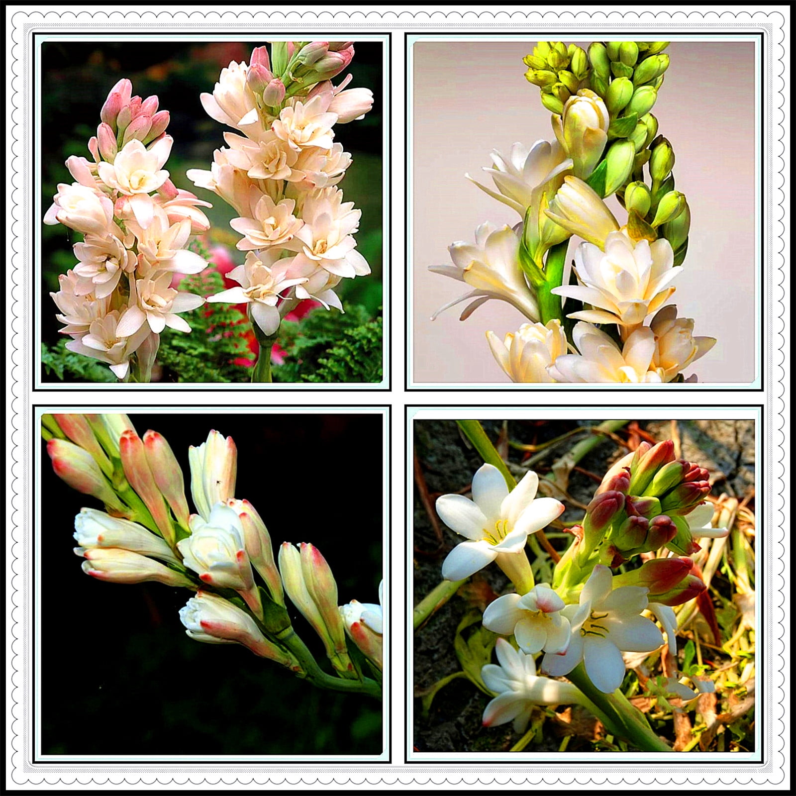 Perennial Rich in aroma TuberoseTuber Planting Potted Planting ...