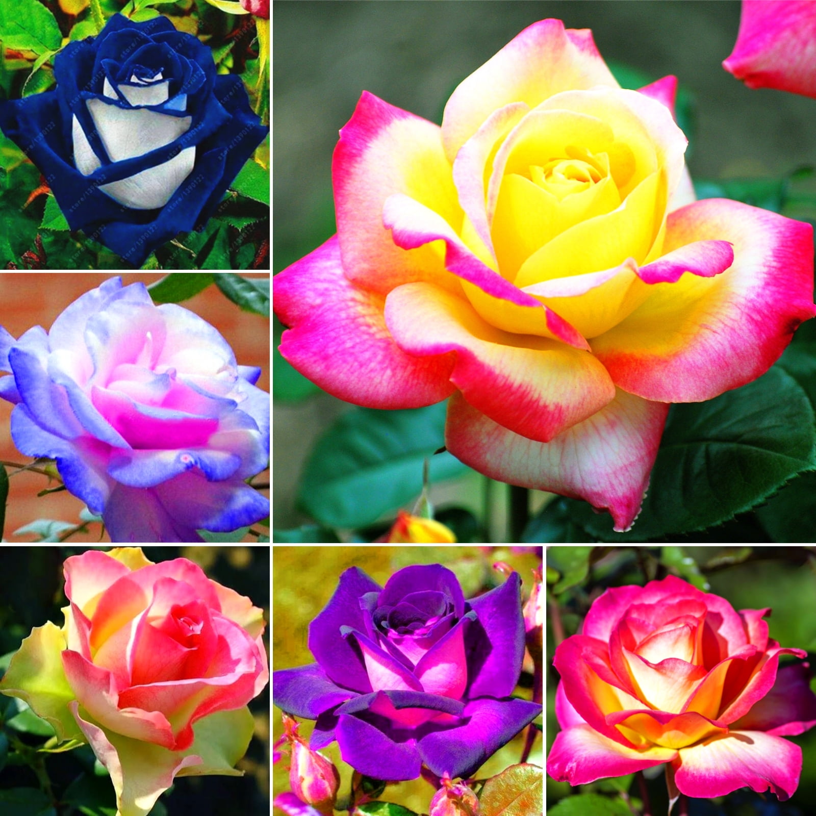 Perennial Rose For Gardens And Balconies,Decorate Your Living Space ...