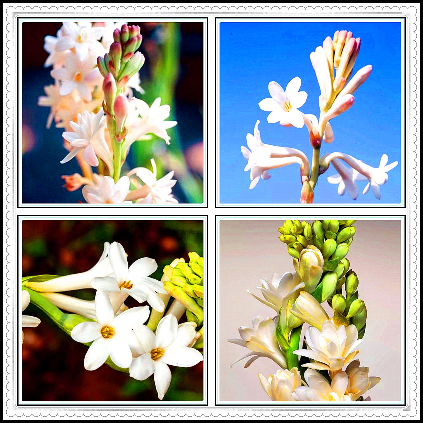 Perennial Scented TuberoseTuber Planting Potted Planting Ornaments for ...