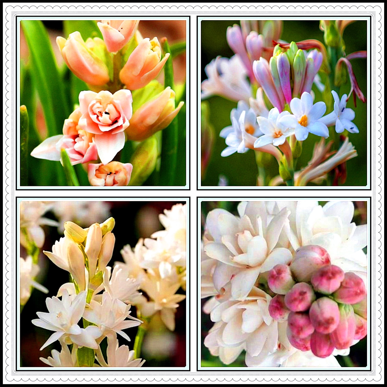 Perennial Scented TuberoseTuber Planting Potted Planting Ornaments for ...