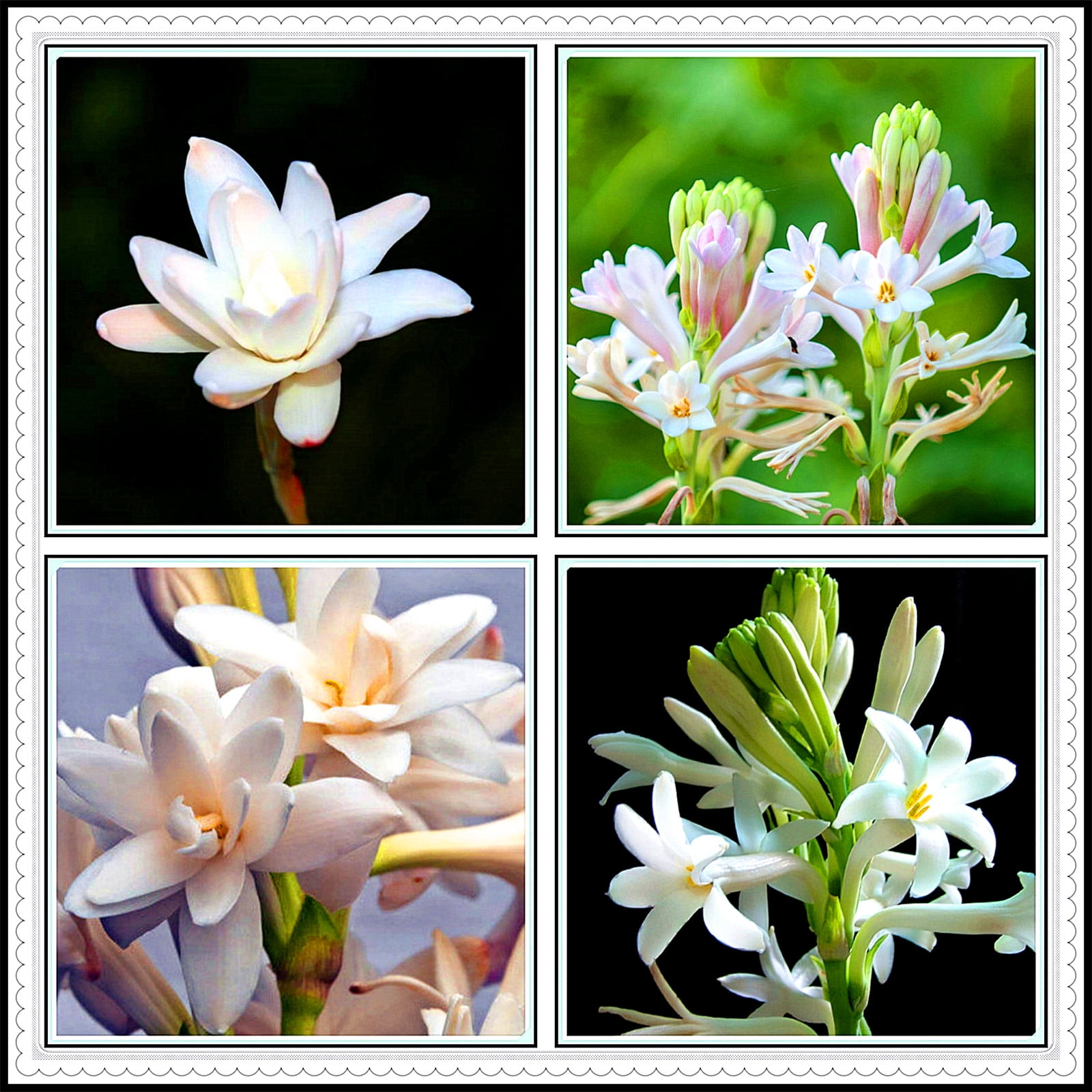 Perennial Scented TuberoseTuber Planting Potted Planting Ornaments for ...