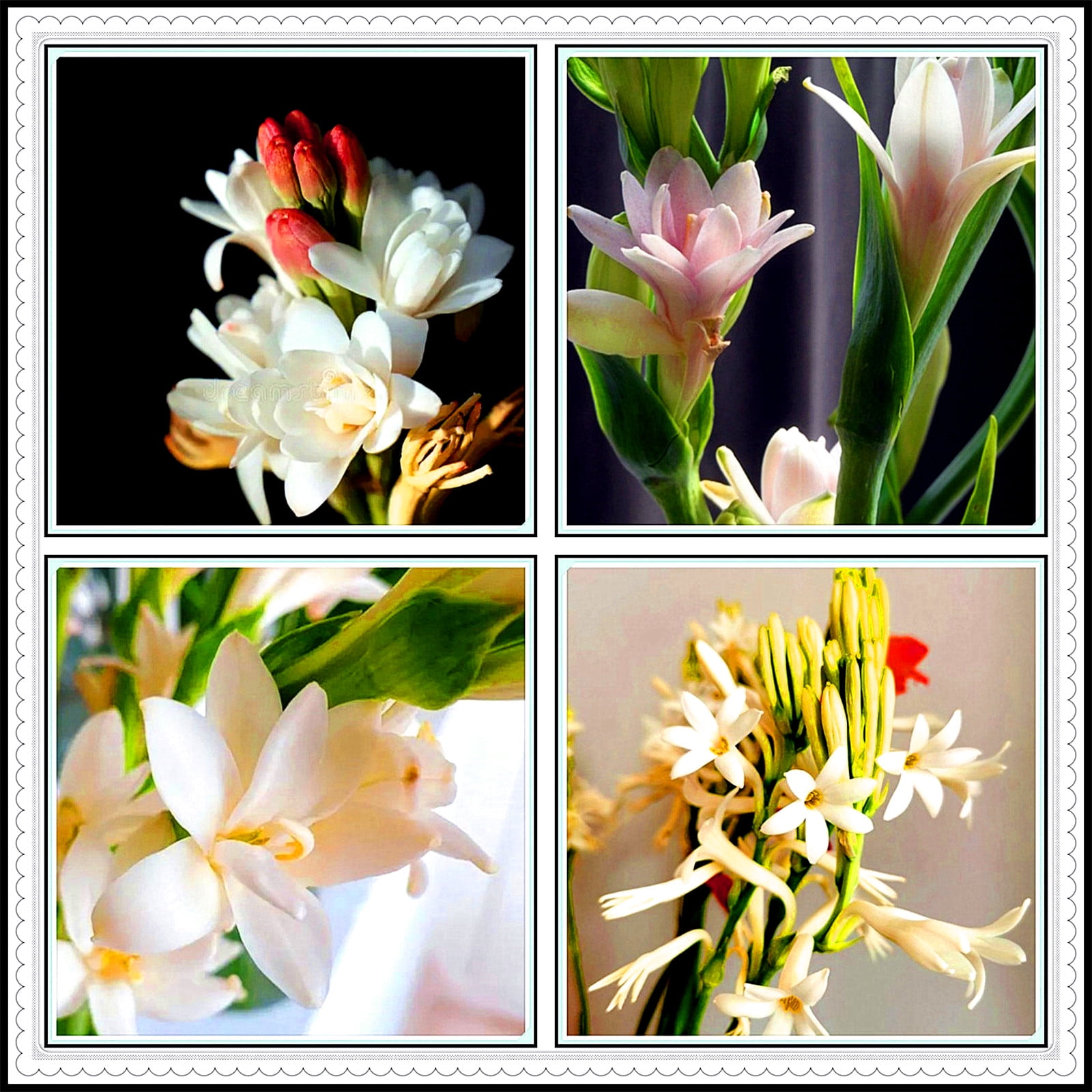 Perennial Scented TuberoseTuber Planting Potted Planting Ornaments for ...