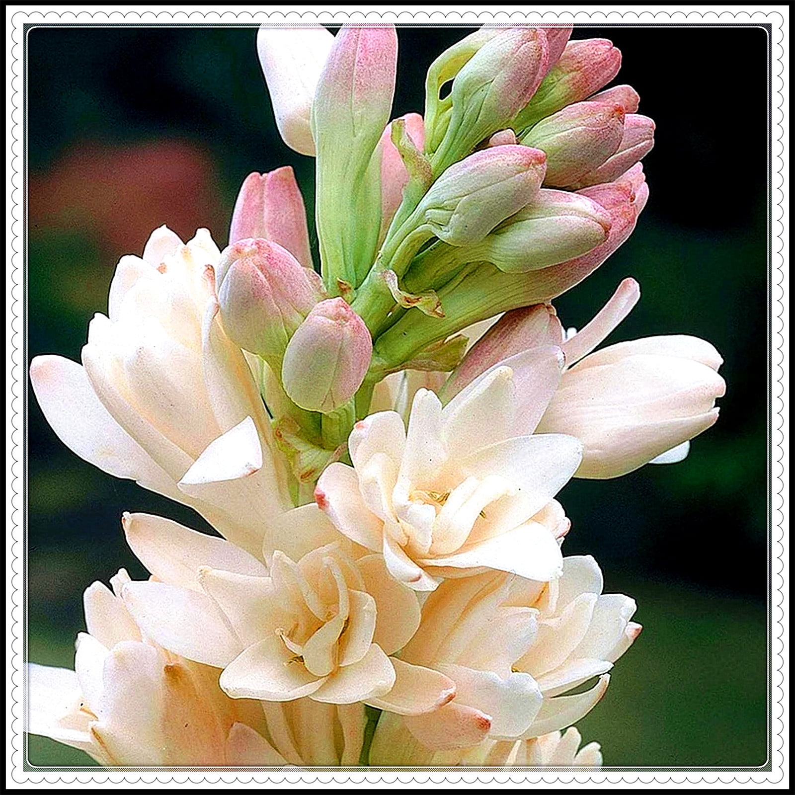 Perennial The scent of the night -Tuberose Tuber-Planting Potted ...
