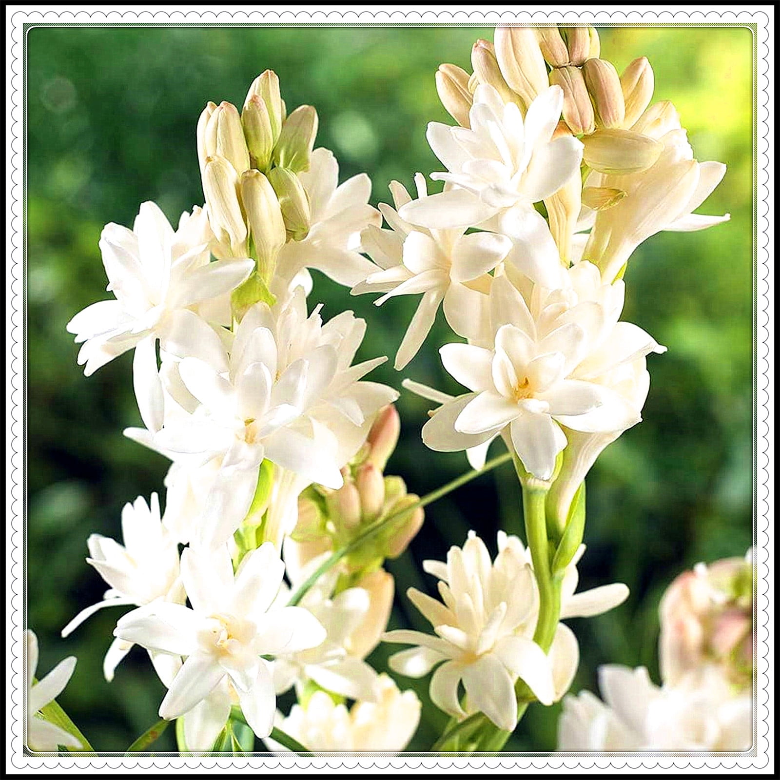 Perennial The scent of the night -Tuberose Tuber-Planting Potted ...