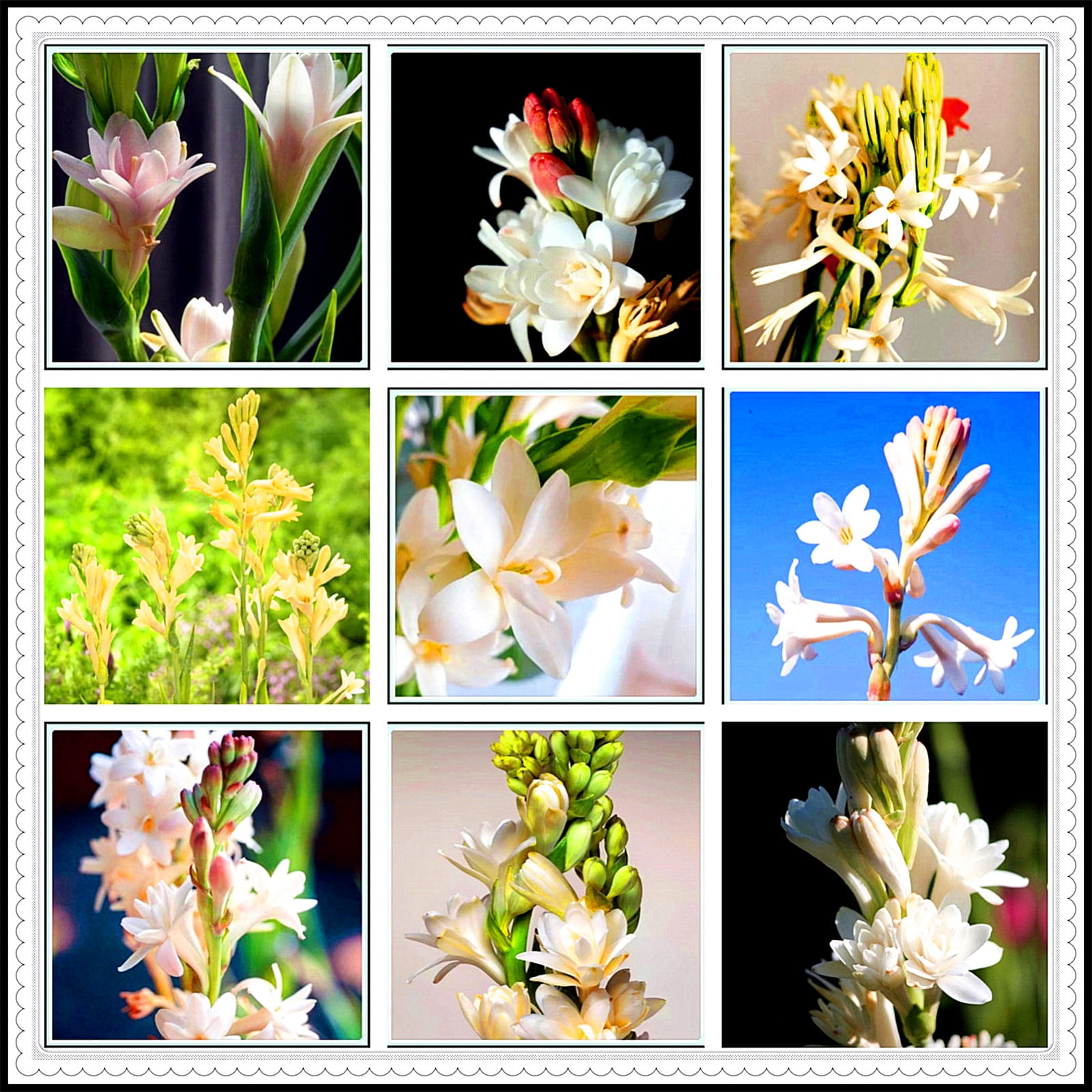 Perennial The scent of the night Tuberose Tuber-Planting Potted ...