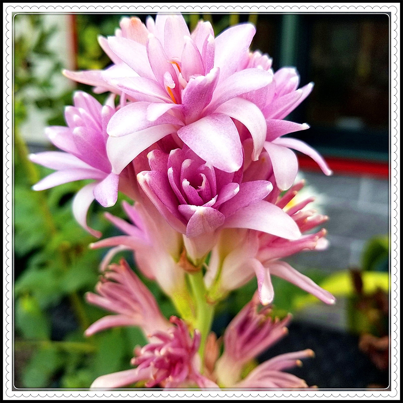 Perennial The scent of the night Tuberose Tuber-Planting Potted ...