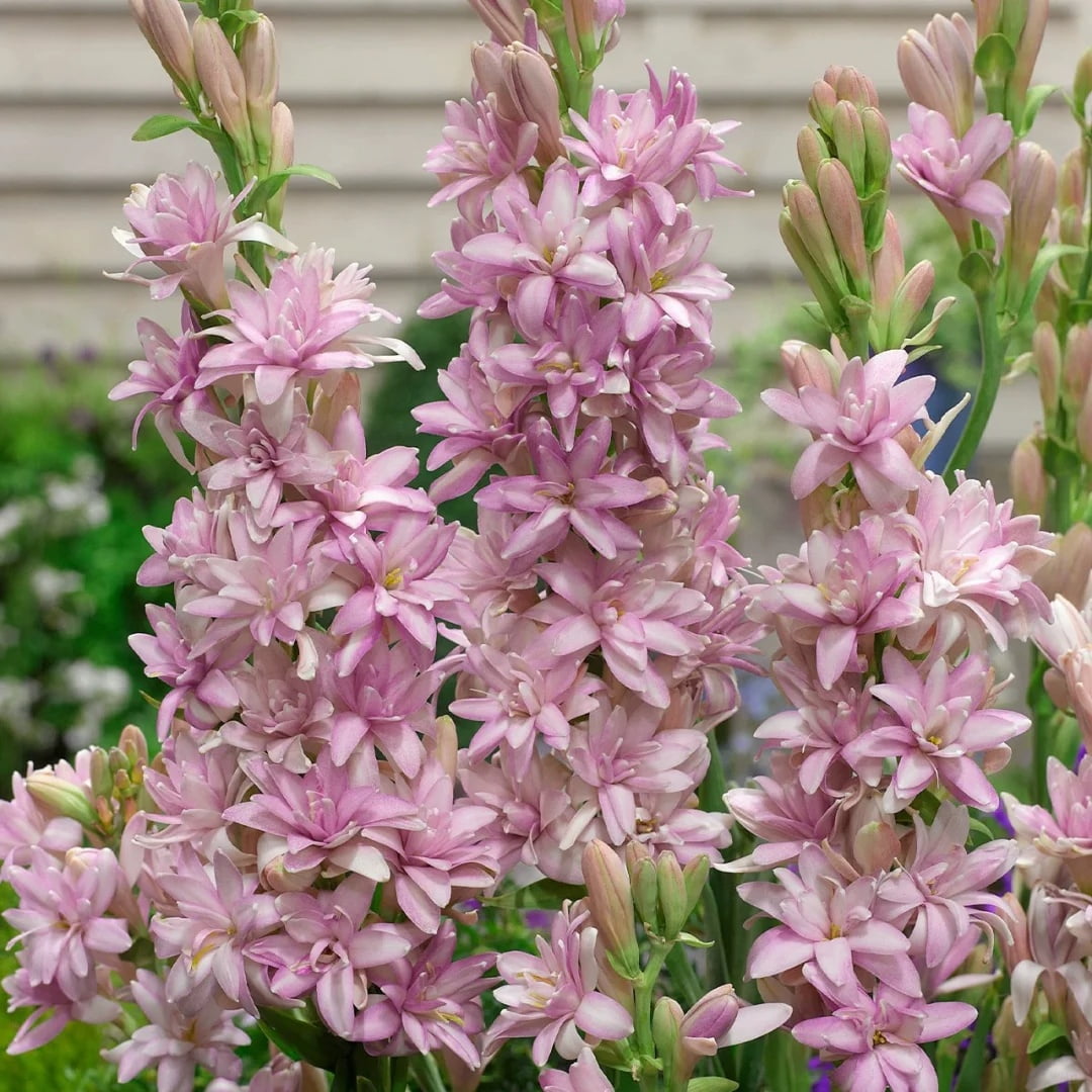 Perennial Tuberose: Perfuming Your Garden on Summer Nights,Tuberose ...
