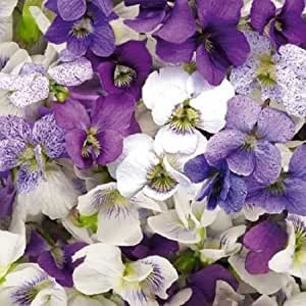 Perennial Viola Sorority Sisters Garden Flower Seed Mixture - 100 Seeds ...