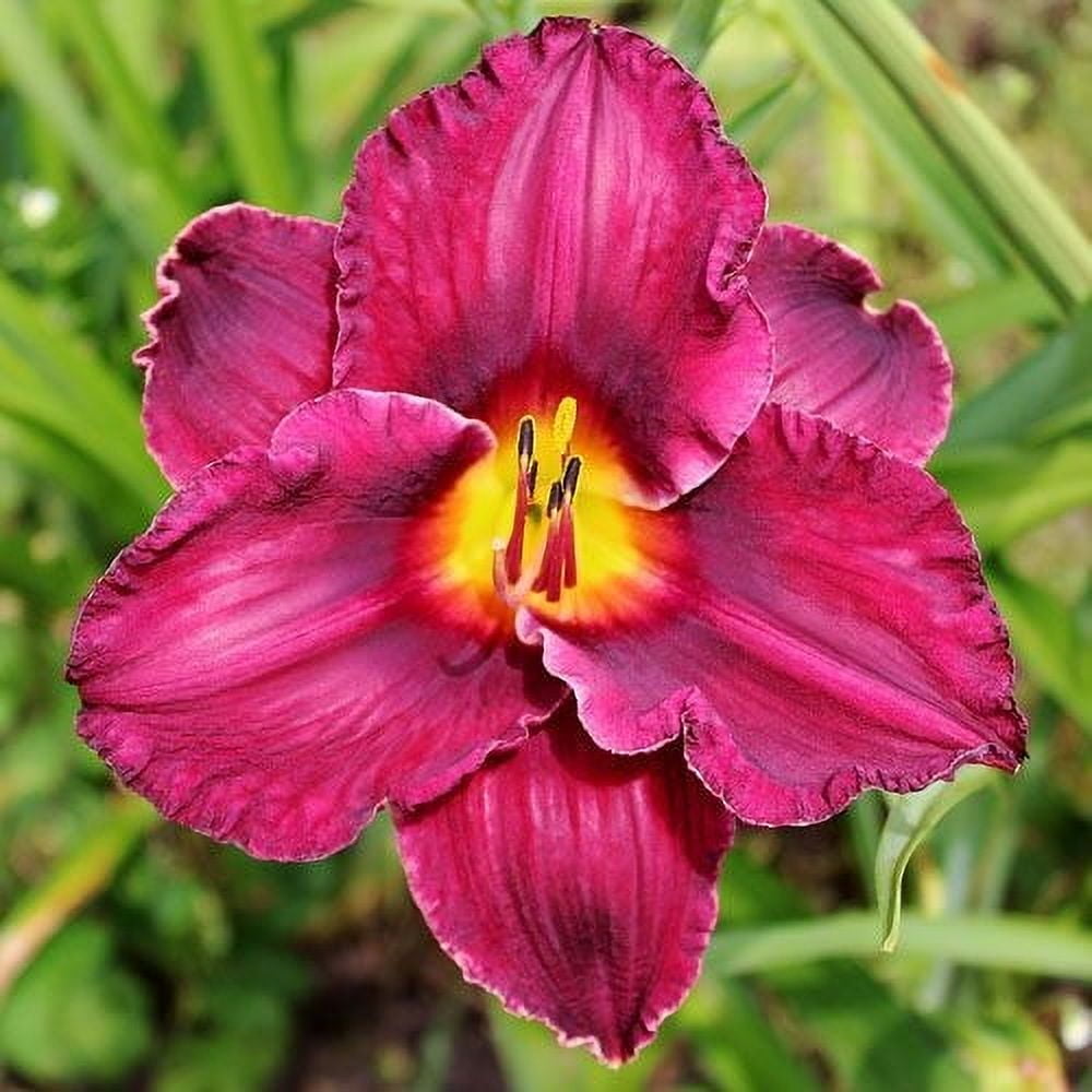 Perennial daylily rhizomes, daylily seeds, tolerant to poor soil, suitable for gardening ...
