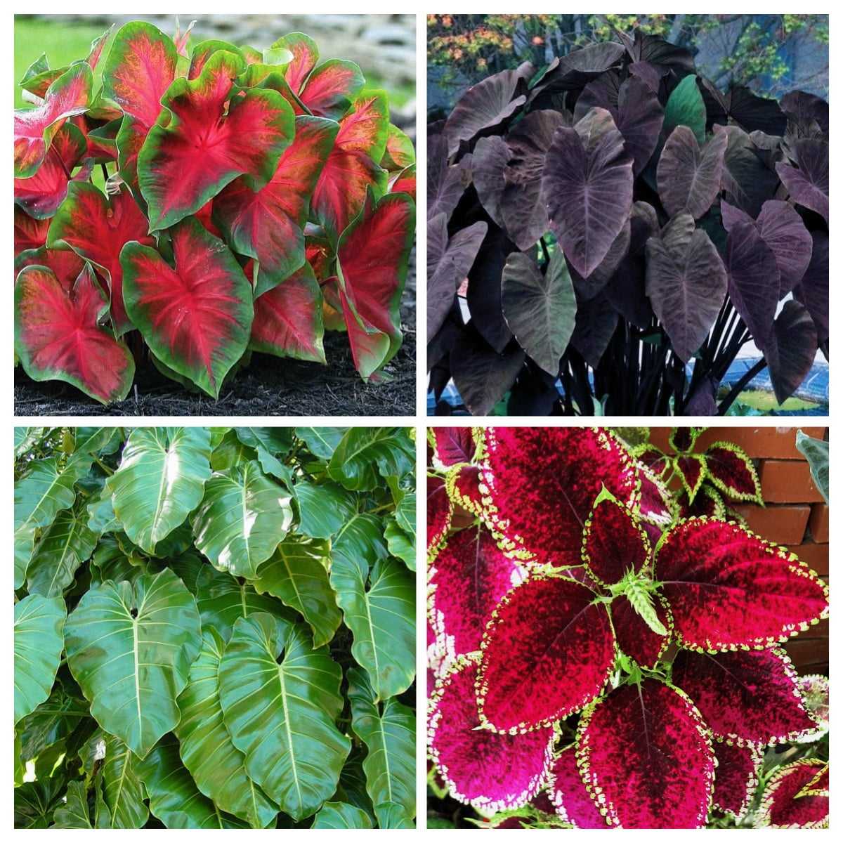 Perennial elephant ears weave a rich tropical dreamscape for your ...