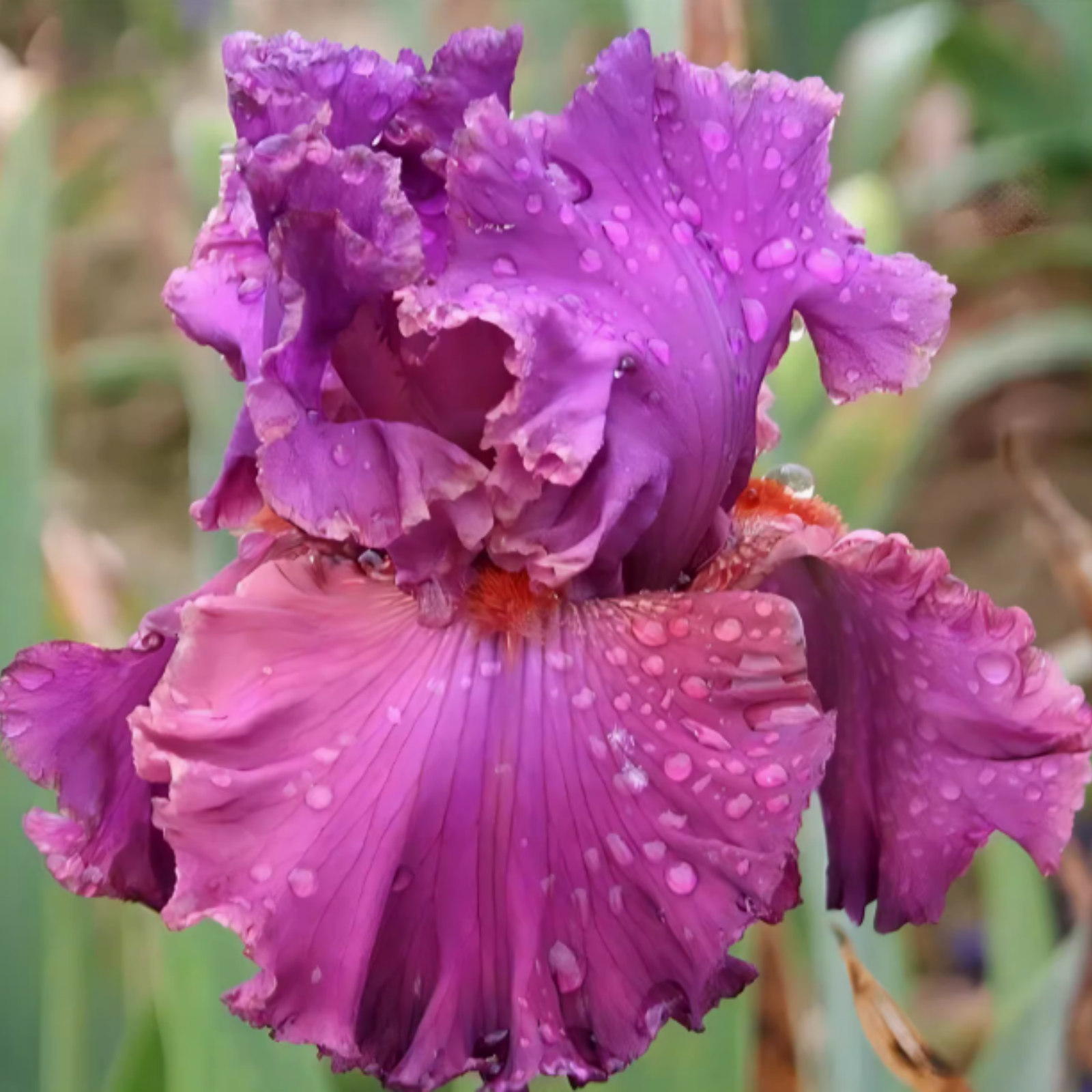 Perennial hardy iris bulbs, ornamental flowers, garden decoration ...