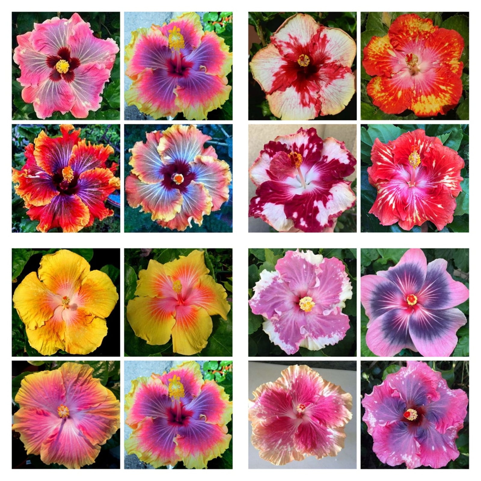 Perennial hibiscus, rich in color ，a surprising garden decoration ...