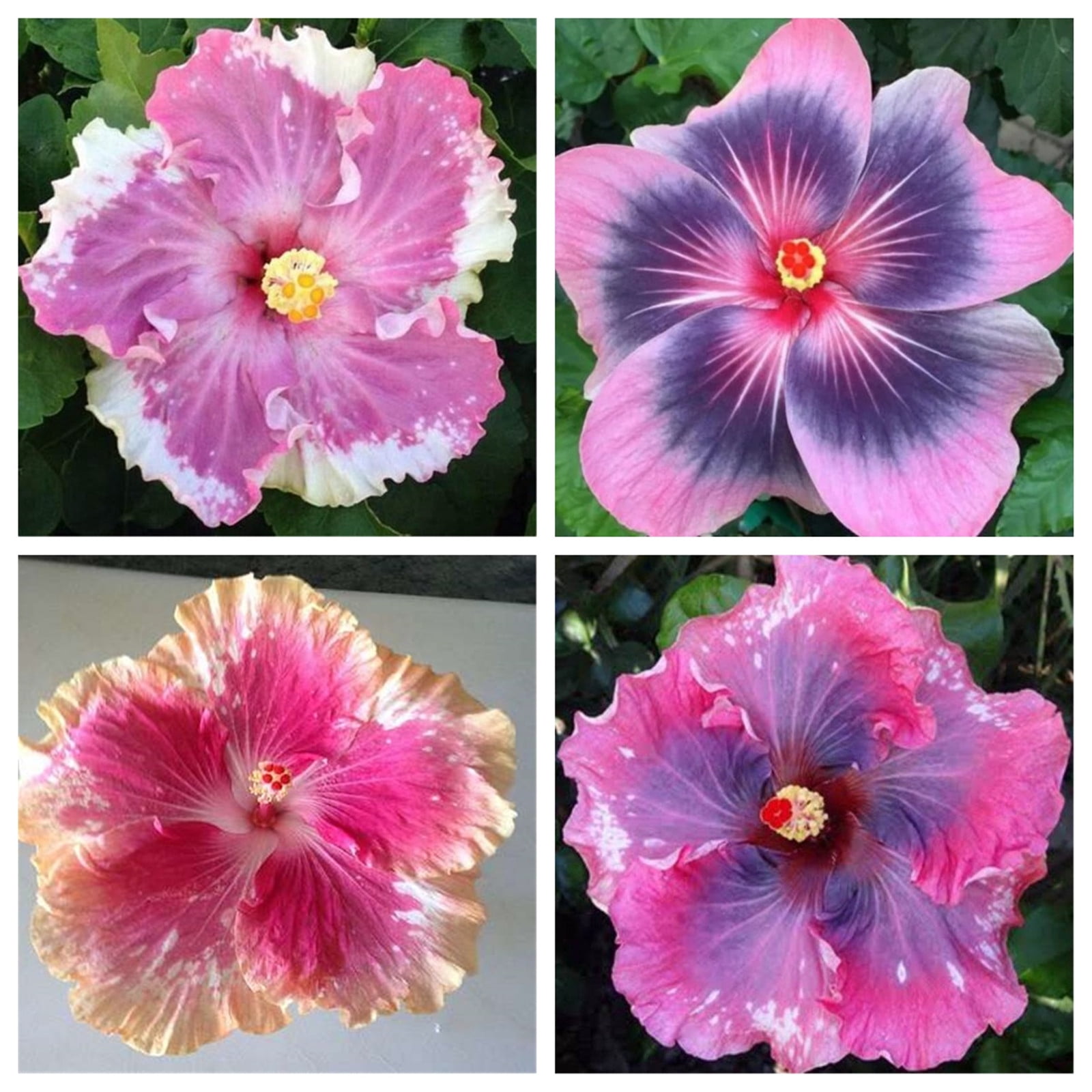 Perennial hibiscus, rich in color ，a surprising garden decoration ...