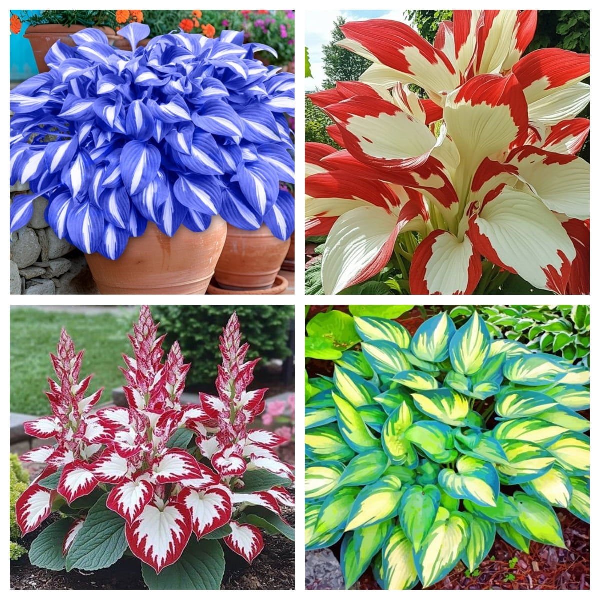 Perennial hosta bulbs, evergreen all year round, decorate the garden ...