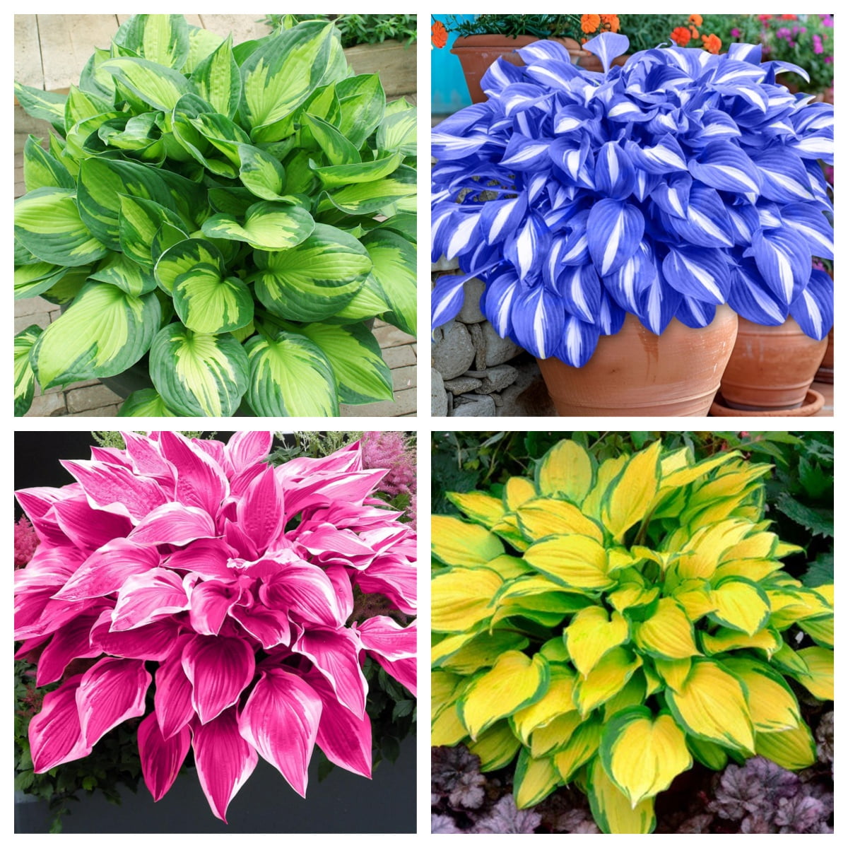 Perennial hosta bulbs, evergreen all year round, decorate the garden ...