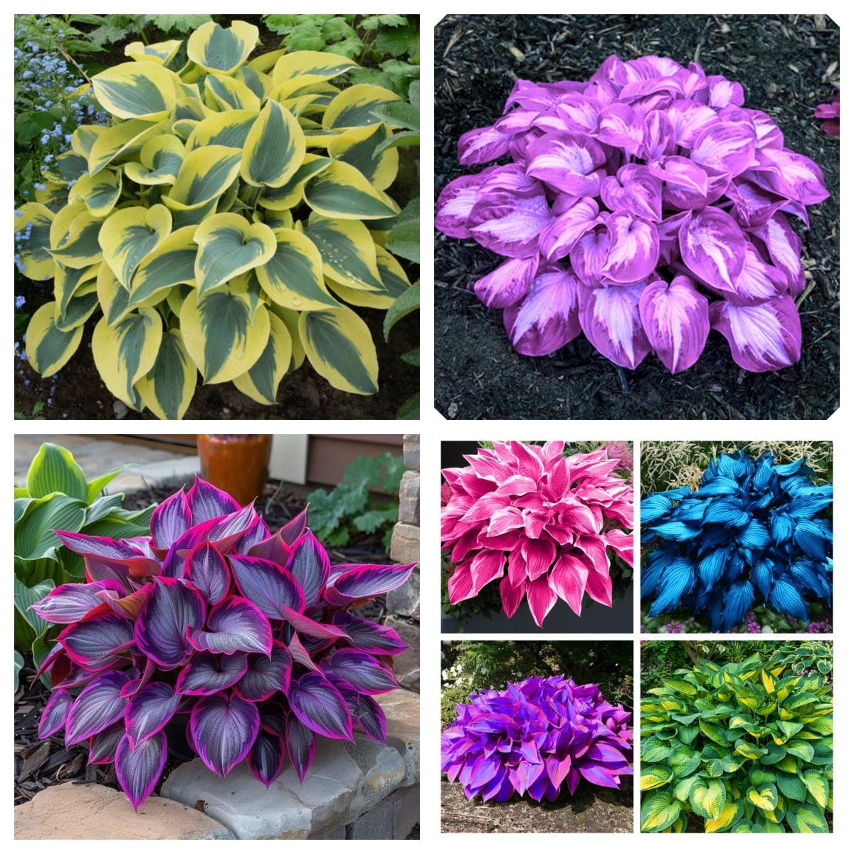 Perennial hosta bulbs, evergreen all year round, decorate the garden ...