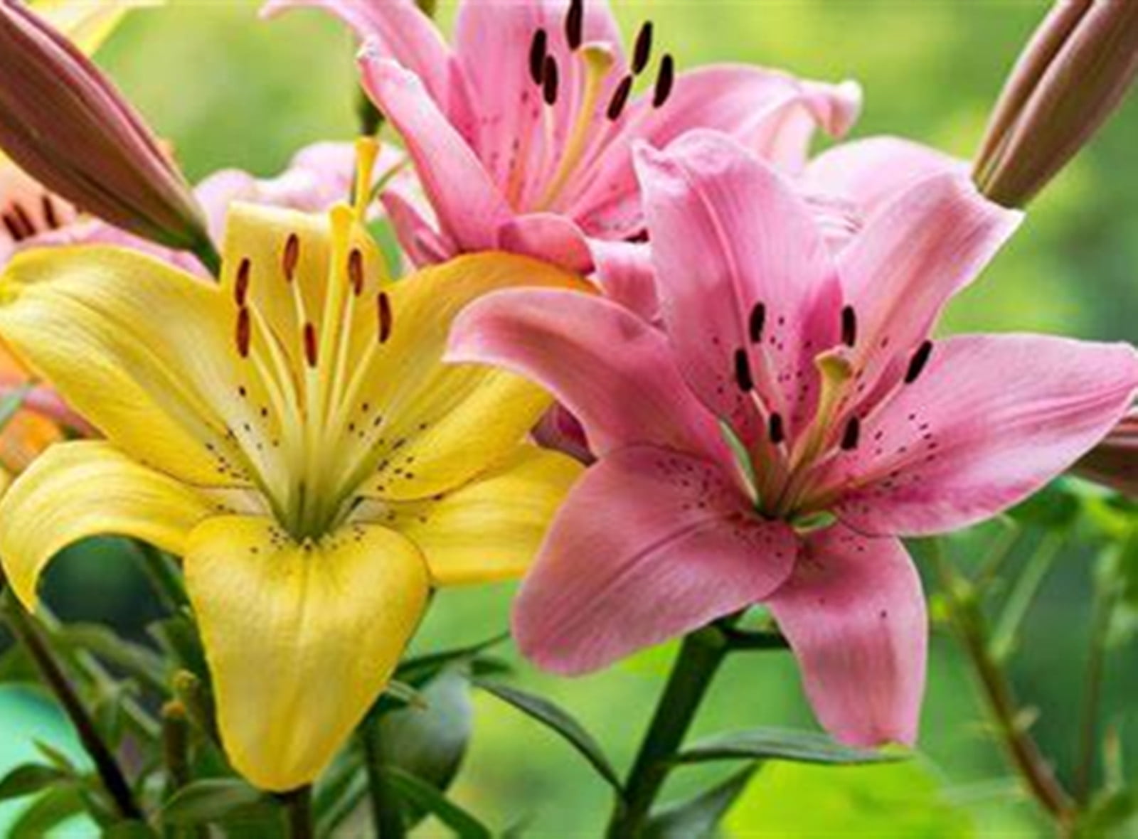 Perennial lily, Long Lasting, Garden (Lilies) Rich Colors - Walmart.com