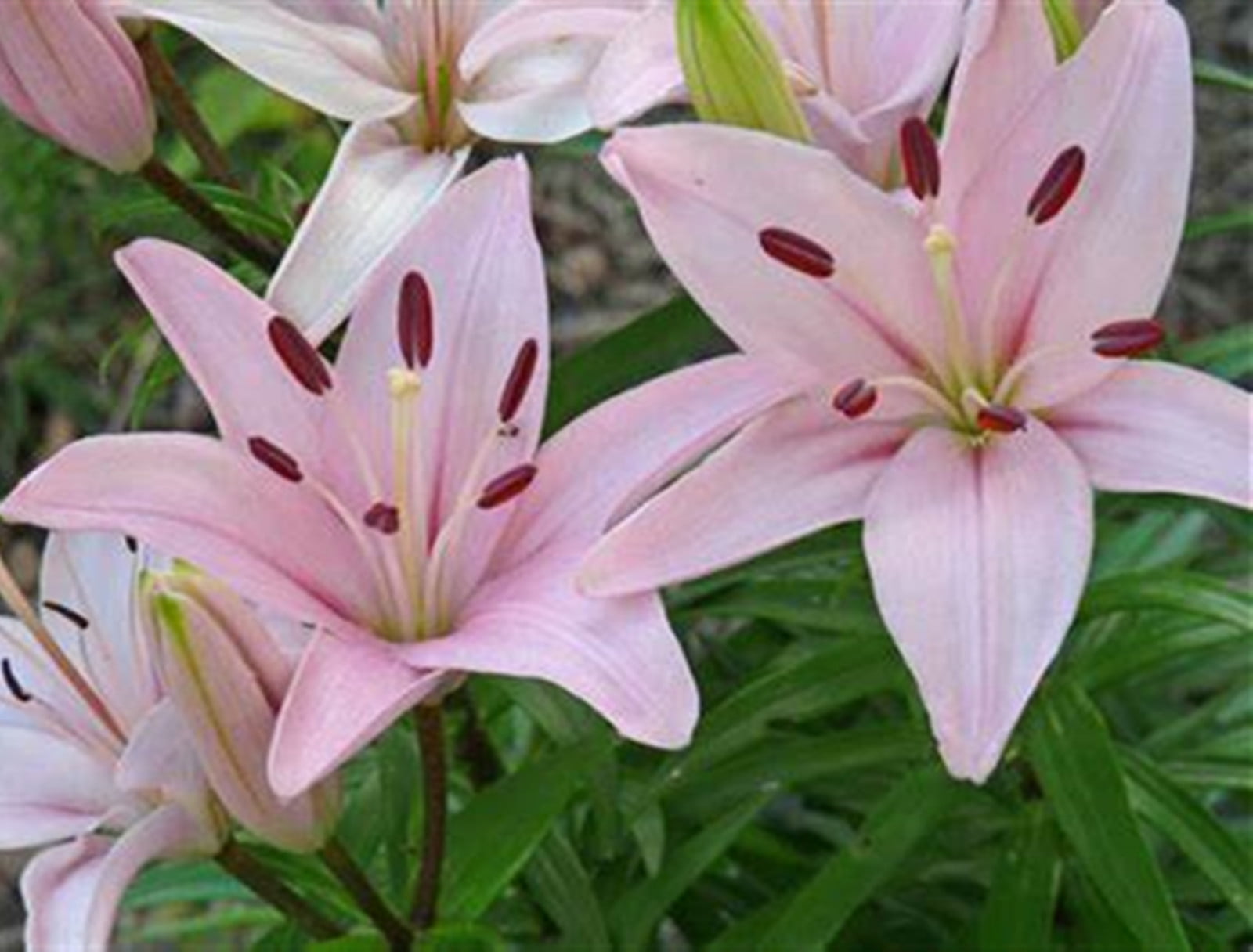 Perennial lily, Long Lasting, Garden (Lilies) Rich Colors - Walmart.com