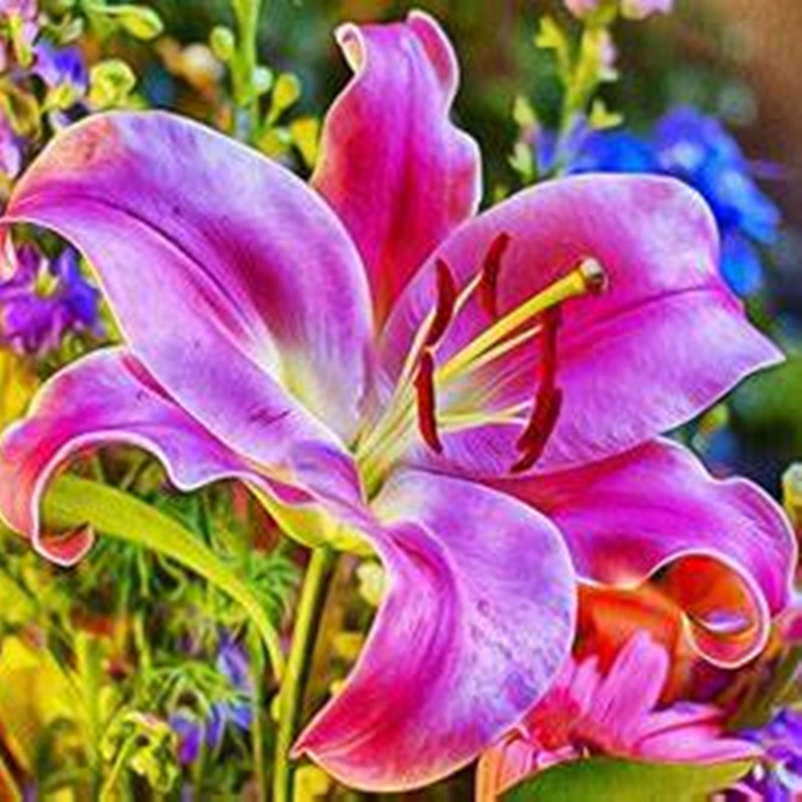Perennial lily, Long Lasting, Garden (Lilies) Rich Colors - Walmart.com