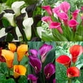 Perfect for Borders-Gorgeous Calla Lily Planting-Surprise to Grow ...