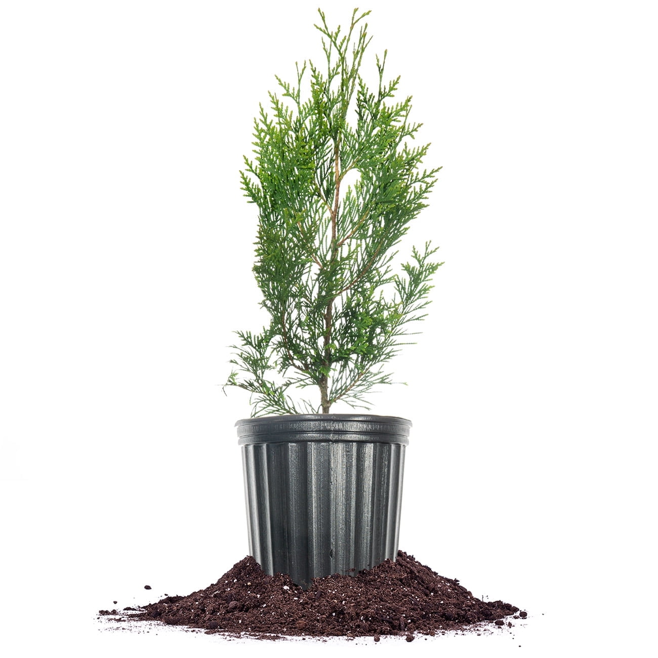 Perfect Plants 1 Gallon Thuja Green Giant Arborvitae Tree - Walmart.com