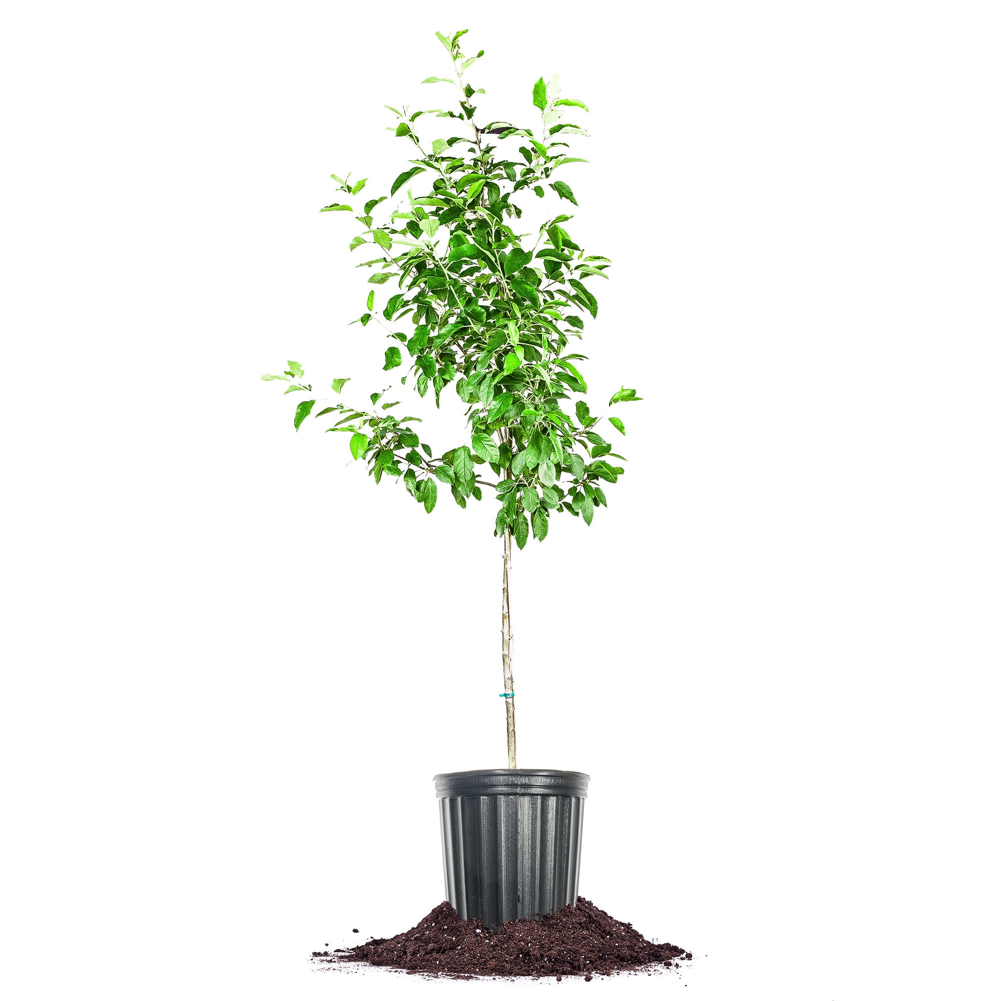 Perfect Plants 5 Gallon Ein Shemer Apple Tree - Walmart.com
