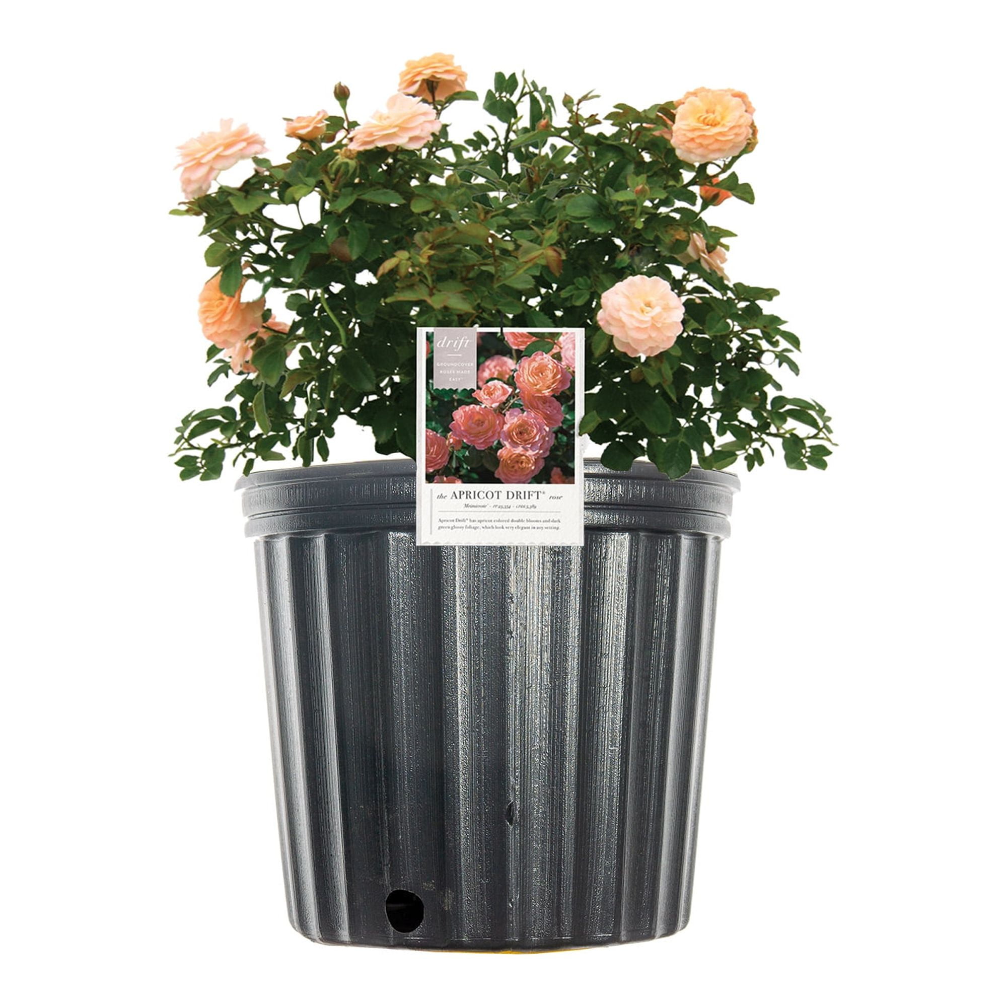 Perfect Plants Apricot Drift® Rose 1 Gallon - Walmart.com