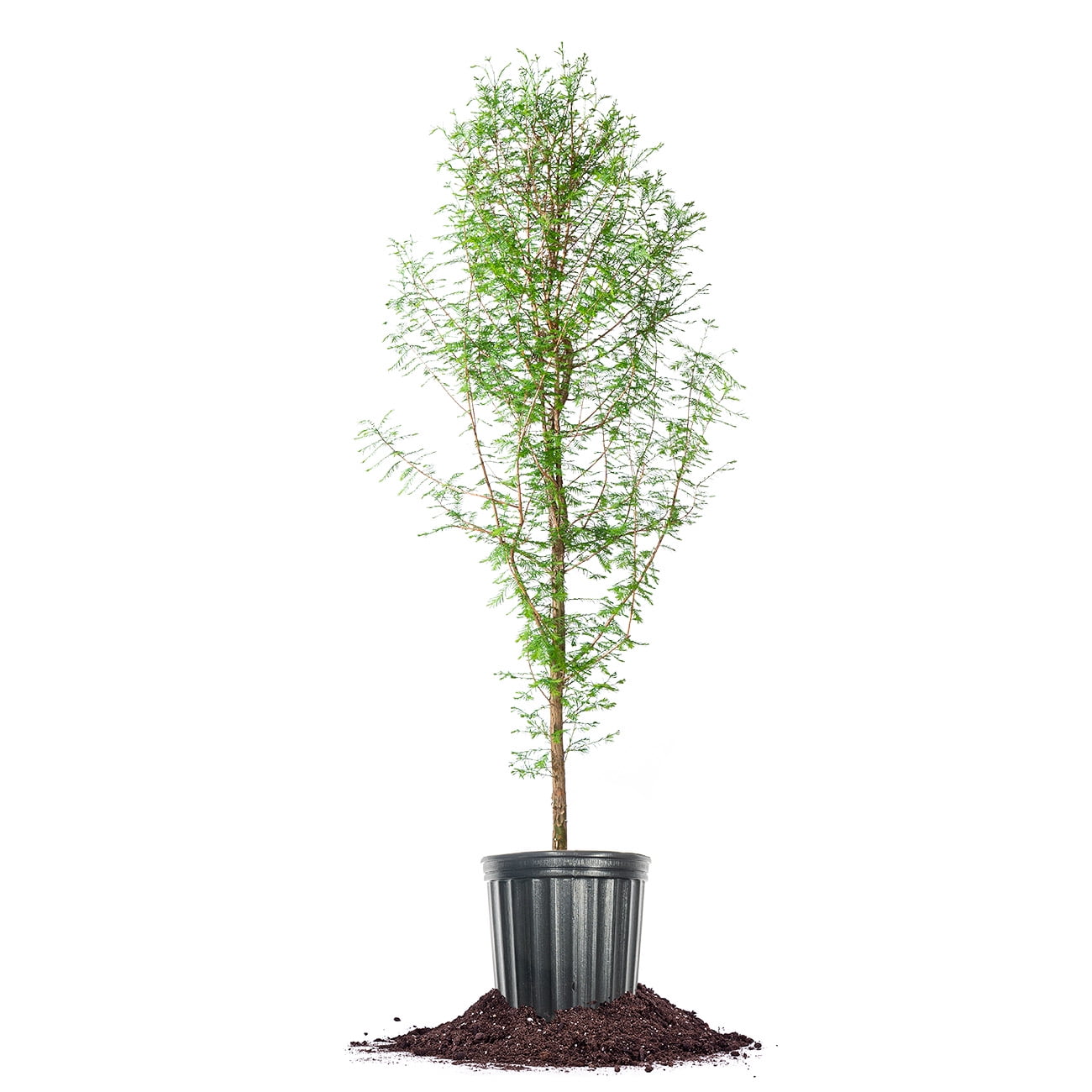 Perfect Plants Bald Cypress 5 Gallon - Walmart.com