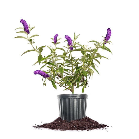 Perfect Plants Black Knight Butterfly Bush 1 Gallon - Walmart.com