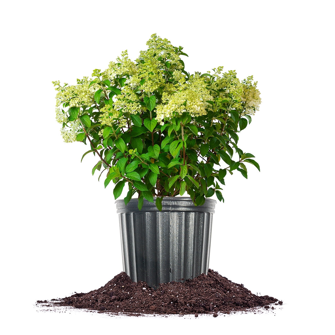 Perfect Plants Bobo® Hydrangea 3 Gallon - Walmart.com